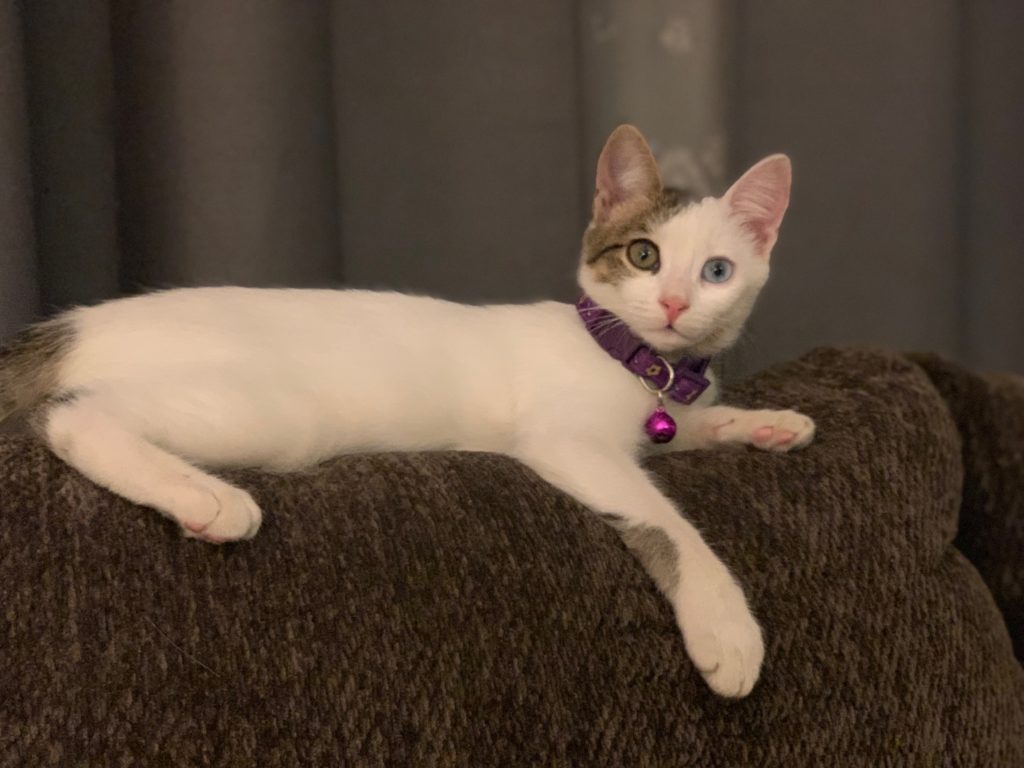 Successes | Cattitude Feline Behavior Counseling