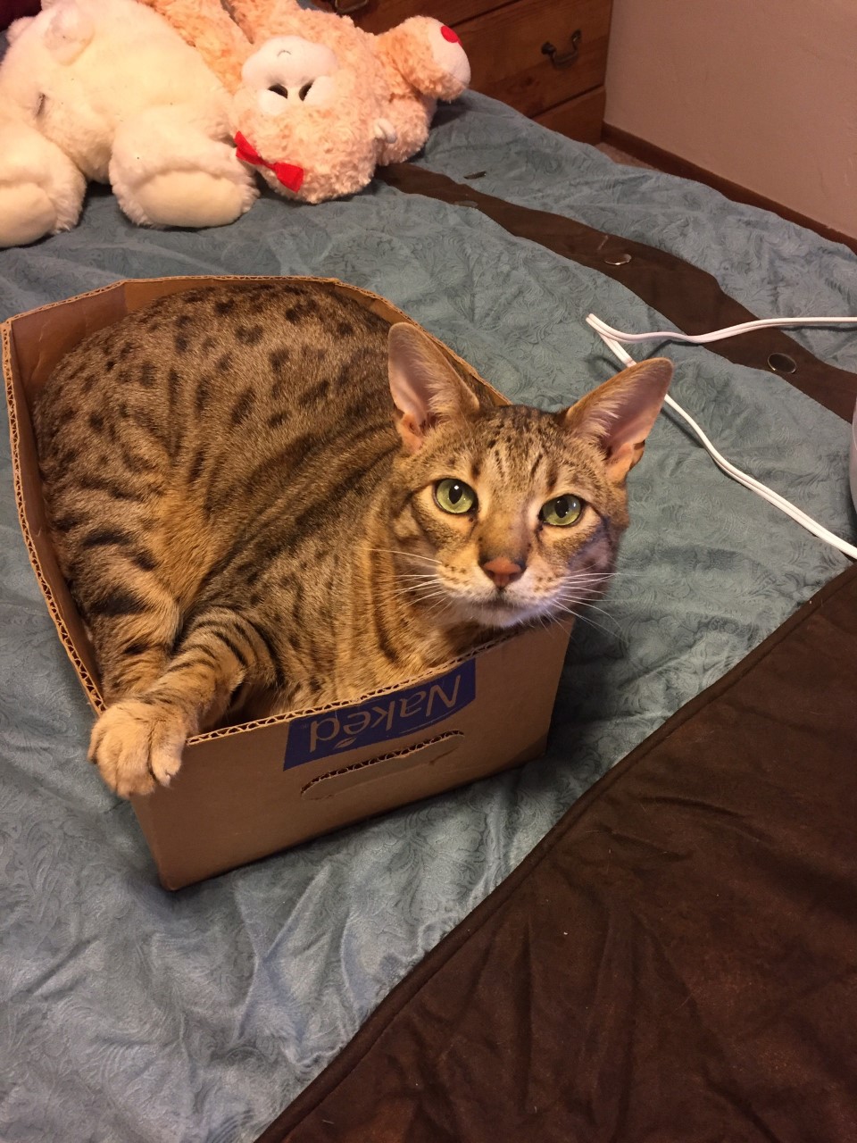 Successes | Cattitude Feline Behavior Counseling