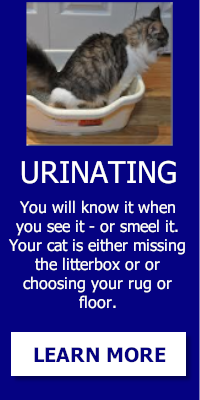 Cattitude Feline Behavior Counseling | Jane Ehrlich, Feline Behaviorist
