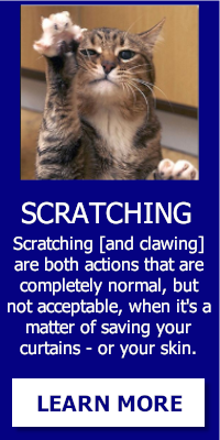 Cattitude Feline Behavior Counseling | Jane Ehrlich, Feline Behaviorist