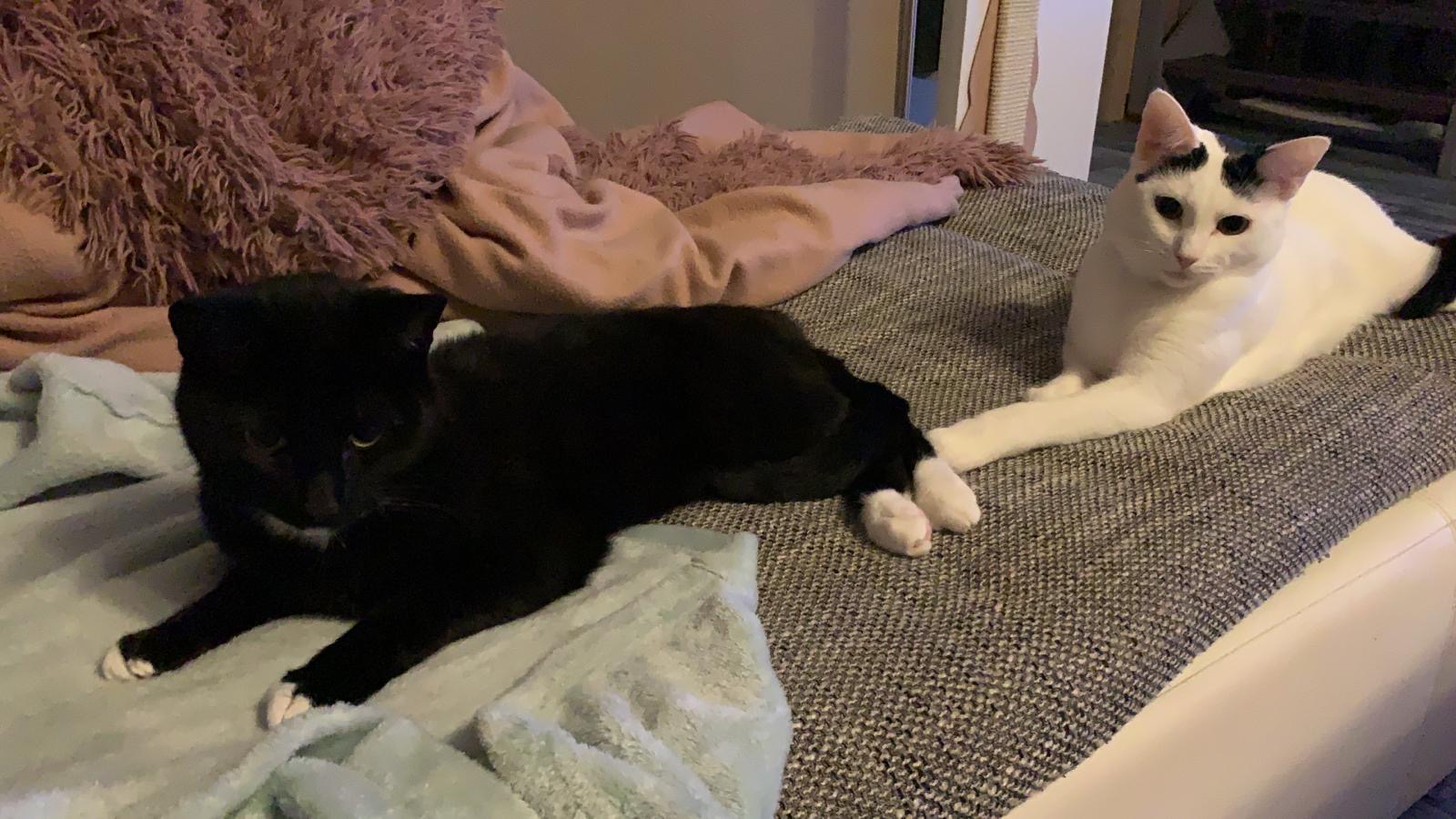 Successes | Cattitude Feline Behavior Counseling