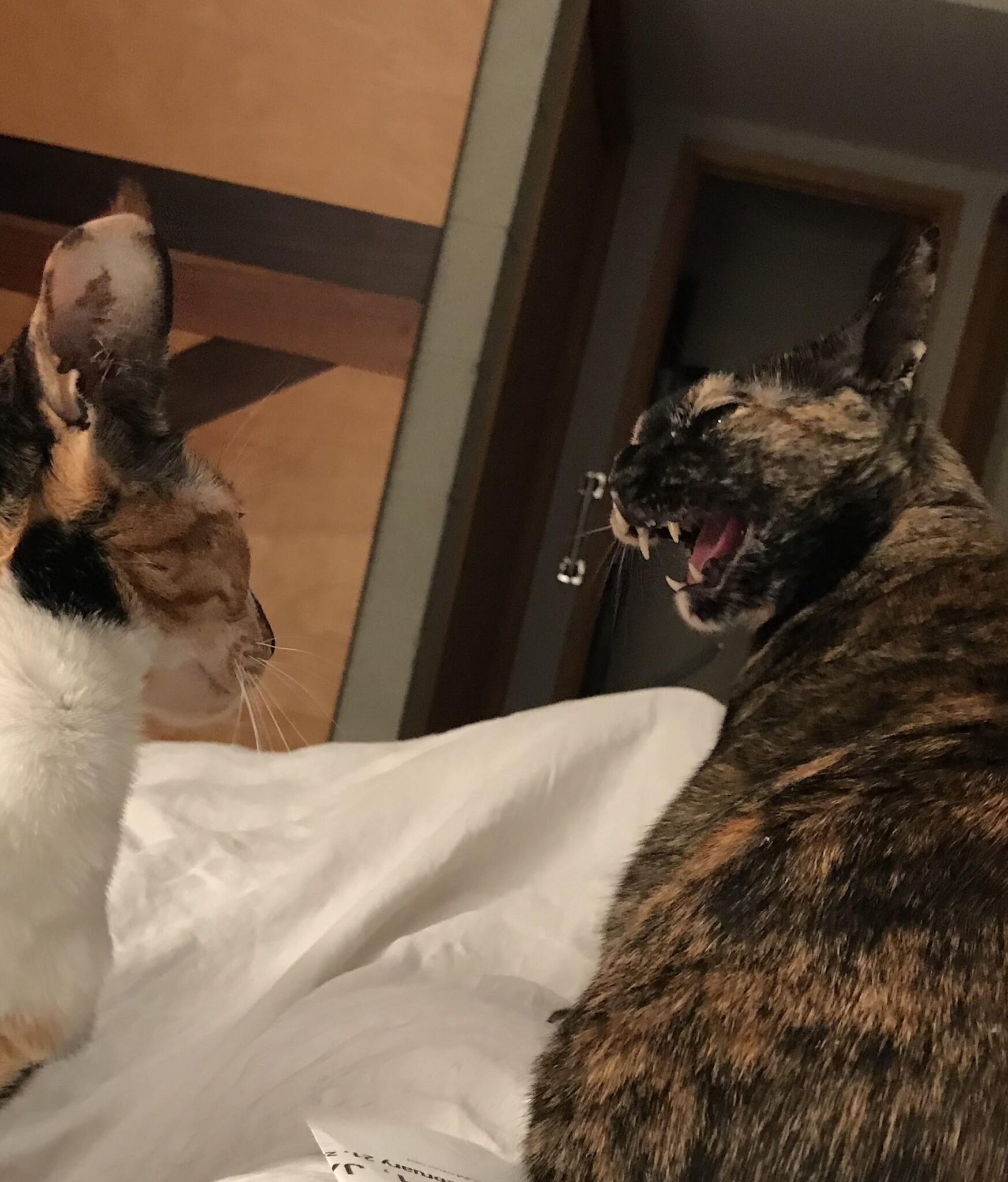 Cattitude Feline Behavior Counseling | Jane Ehrlich, Cat Behaviorist