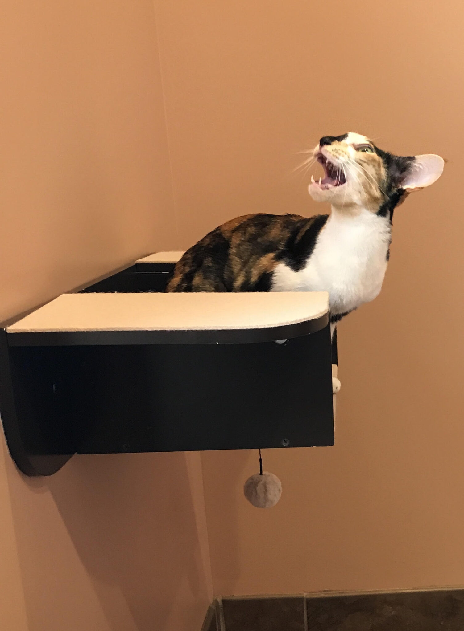 Cattitude Feline Behavior Counseling | Jane Ehrlich, Cat Behaviorist