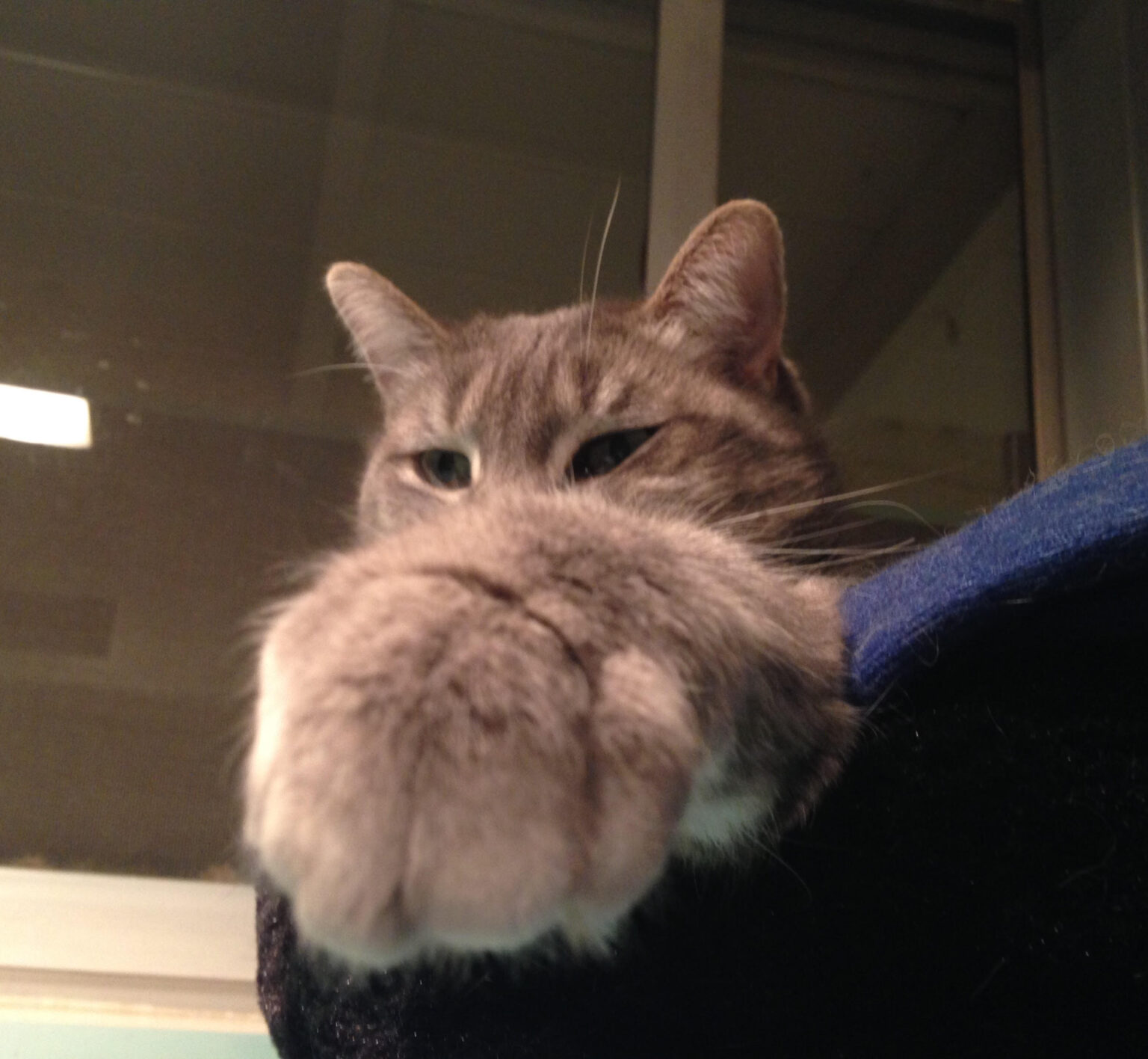 Cattitude Feline Behavior Counseling | Jane Ehrlich, Cat Behaviorist