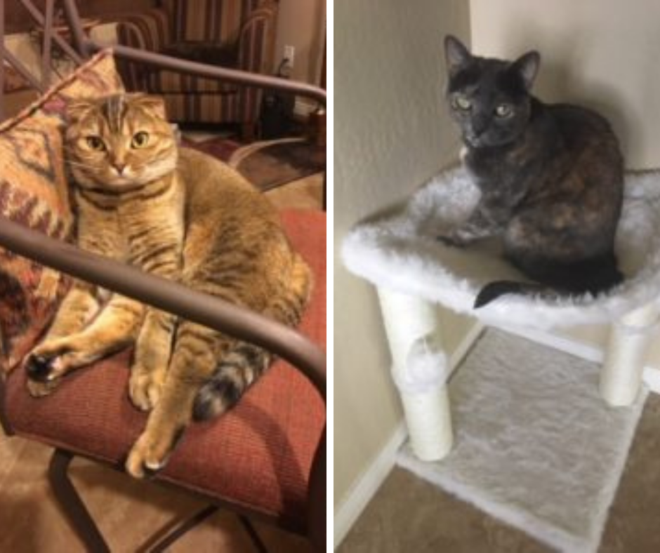 Successes | Cattitude Feline Behavior Counseling