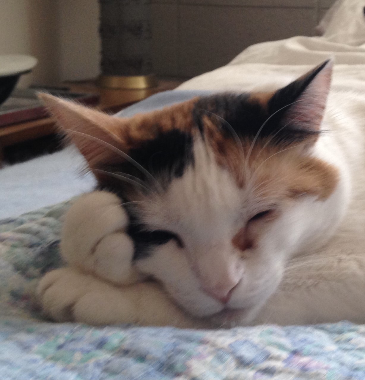 Cattitude Feline Behavior Counseling | Jane Ehrlich, Cat Behaviorist