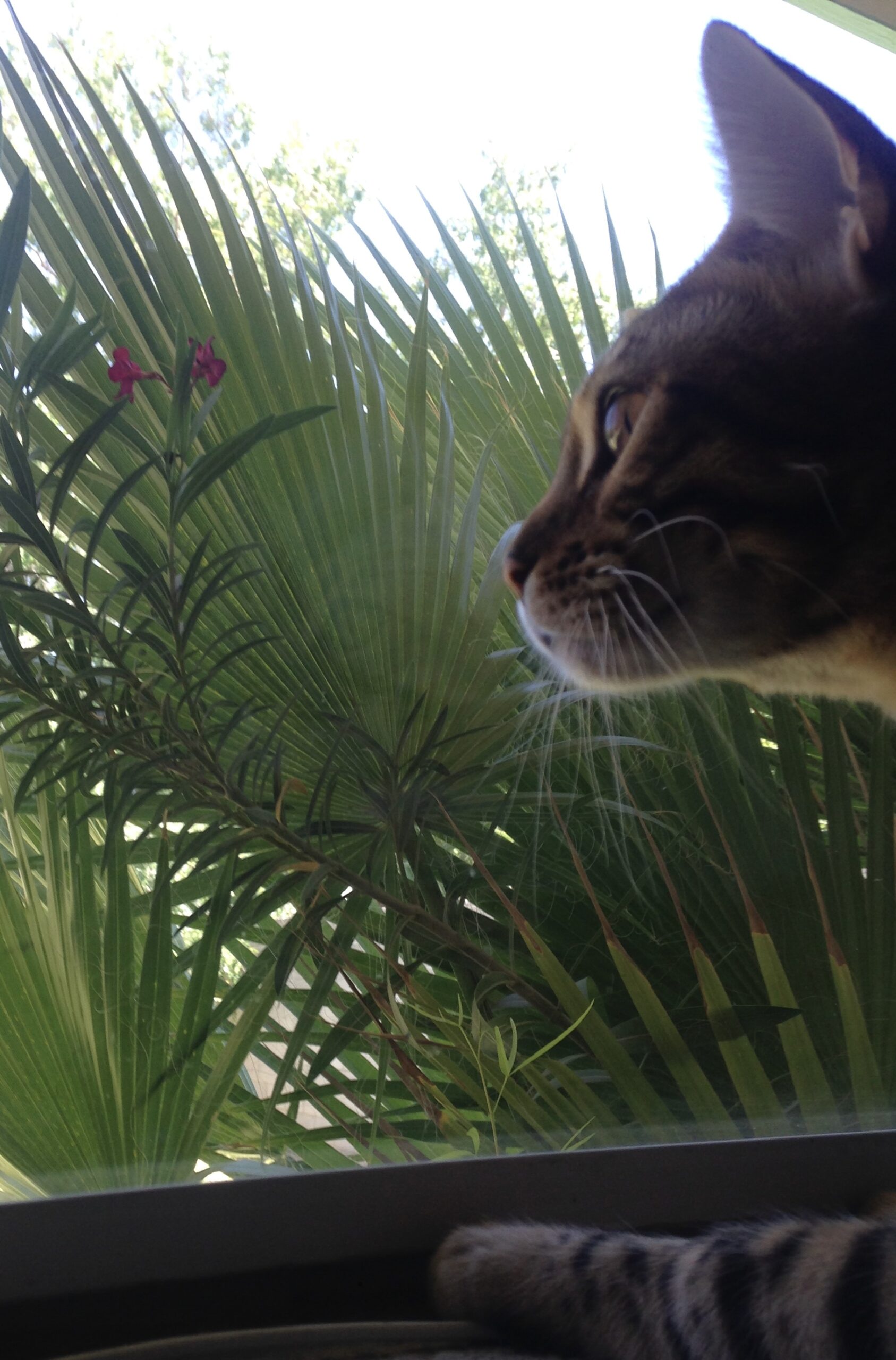 Separation Anxiety | Cattitude Feline Behavior Counseling