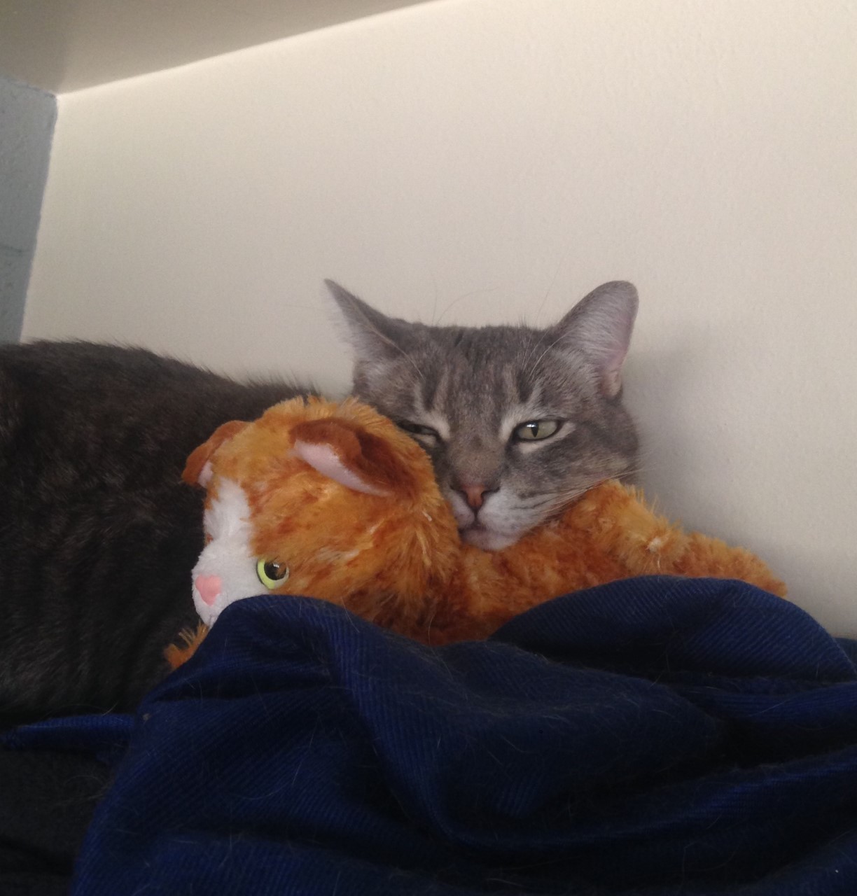 Separation Anxiety | Cattitude Feline Behavior Counseling