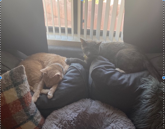 Successes | Cattitude Feline Behavior Counseling